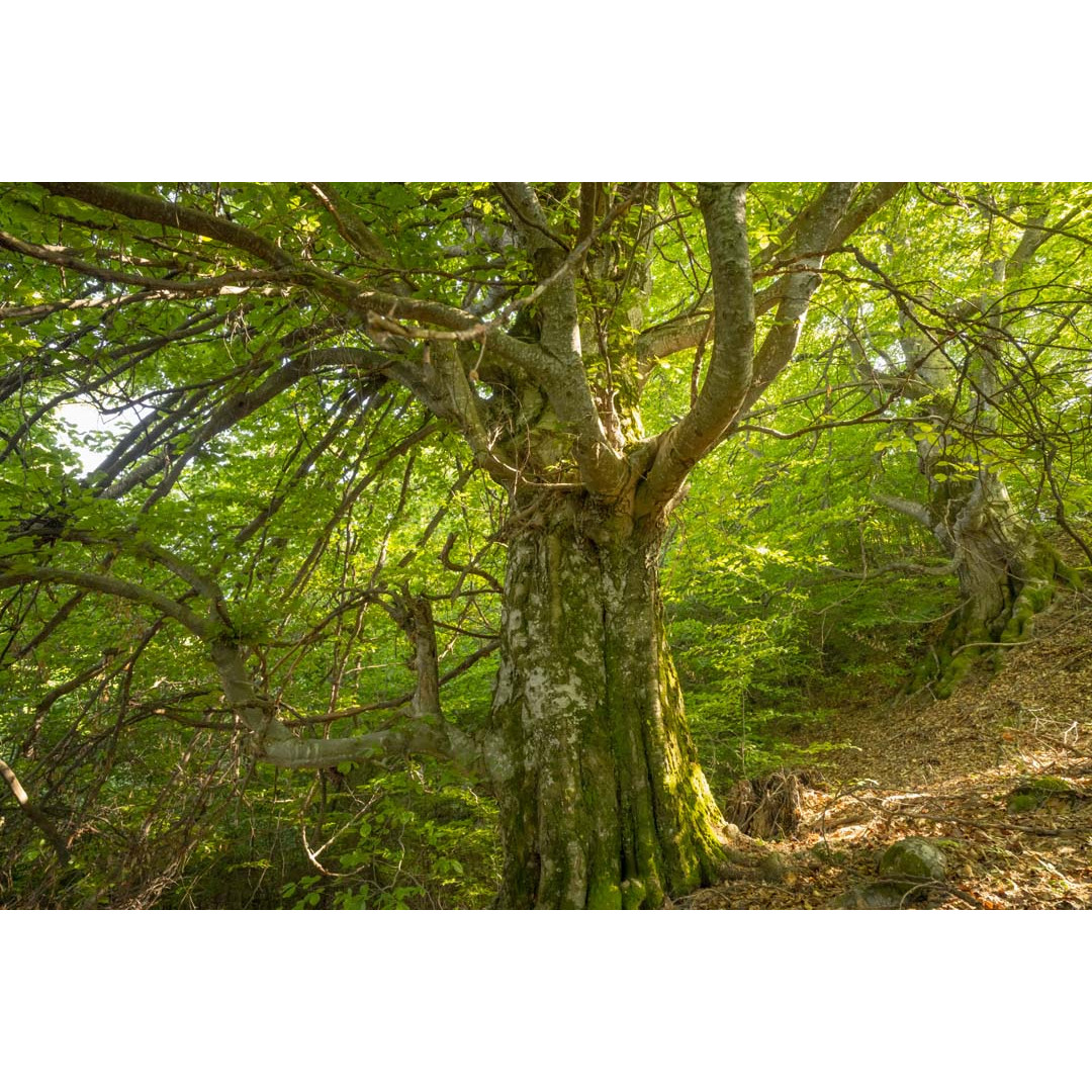 Beech #1024