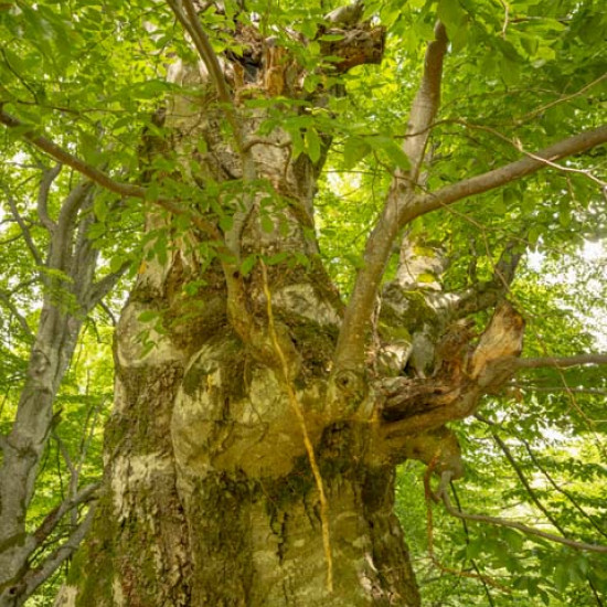 Beech #1235