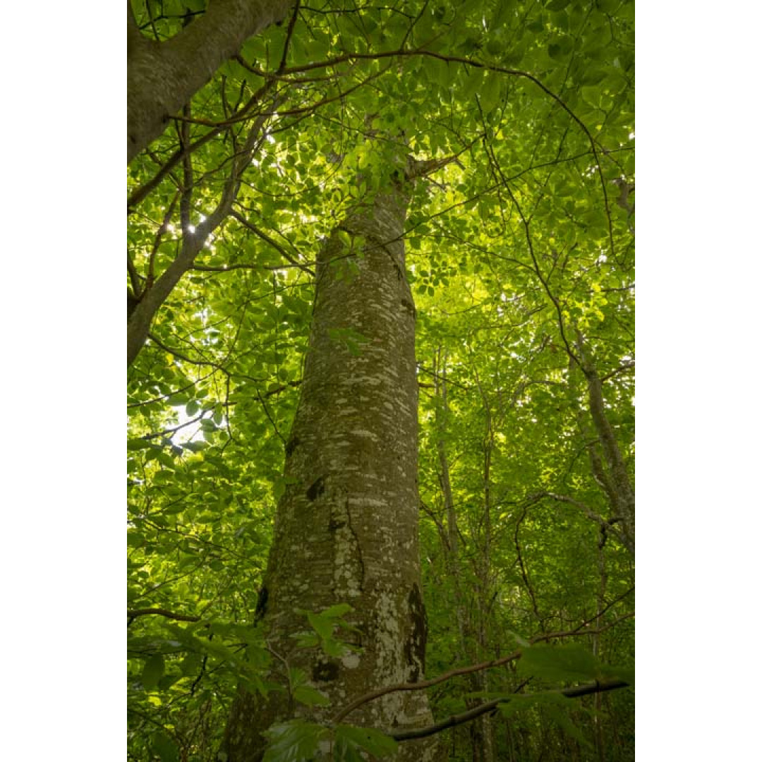Beech #1503