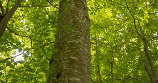 Beech #1503