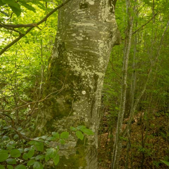 Beech #1503