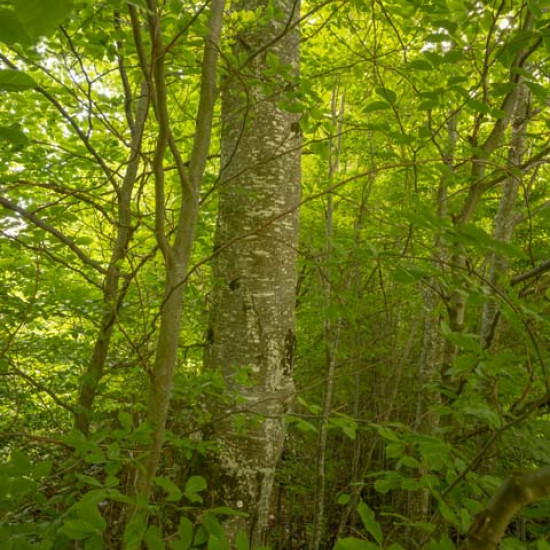 Beech #1503