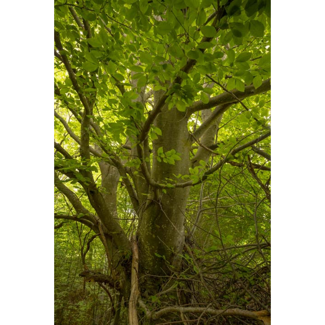 Beech #1507