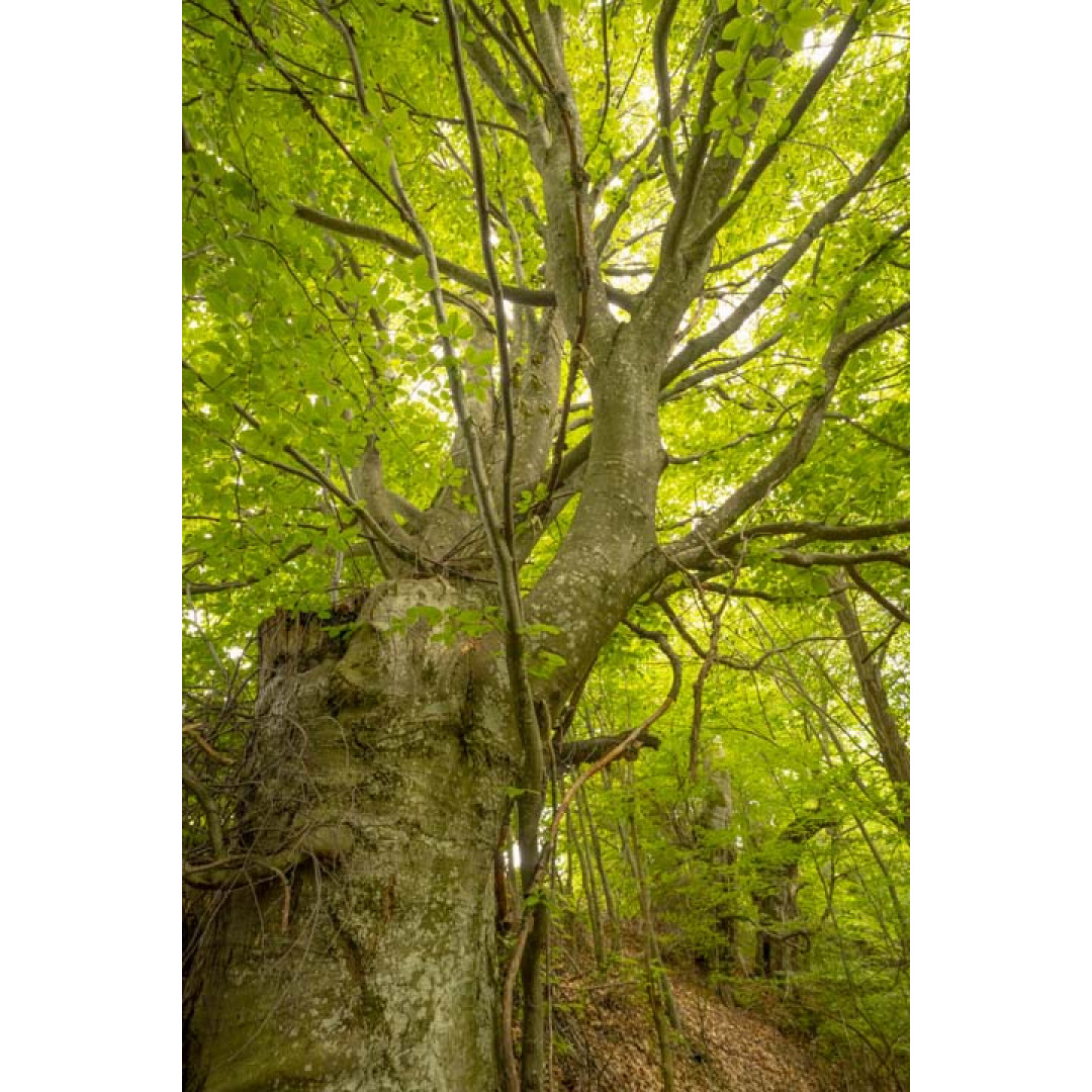 Beech #1507