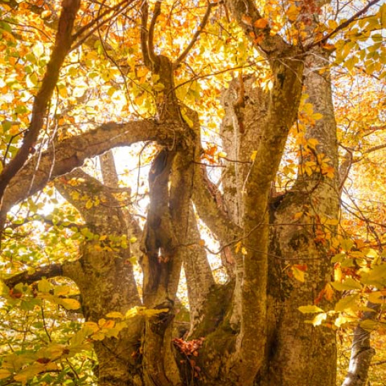 Beech #1700