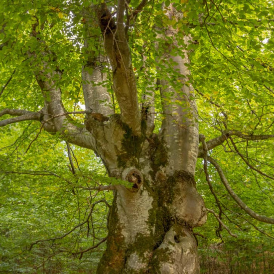 Beech #1809