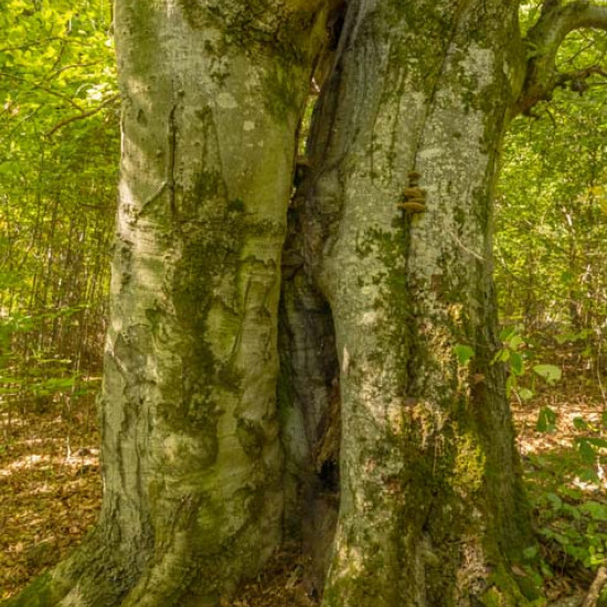 Beech #1899