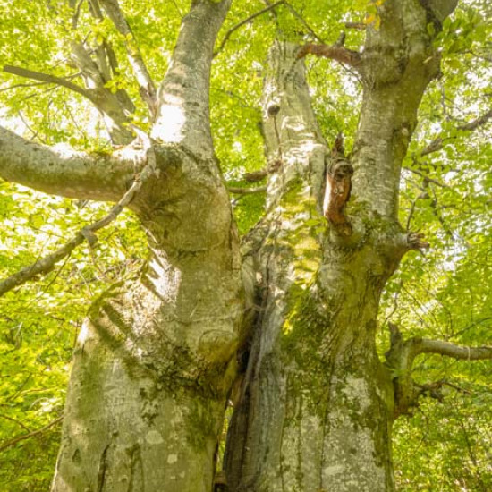 Beech #1899