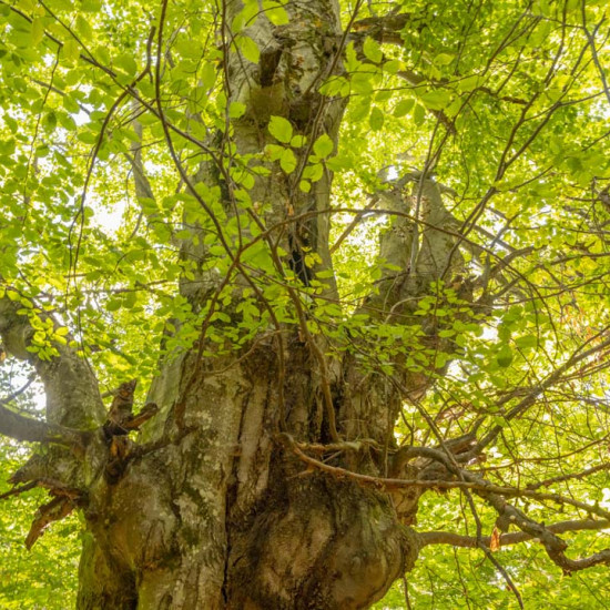 Beech #1899