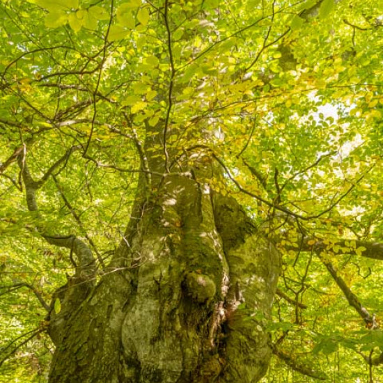 Beech #1926