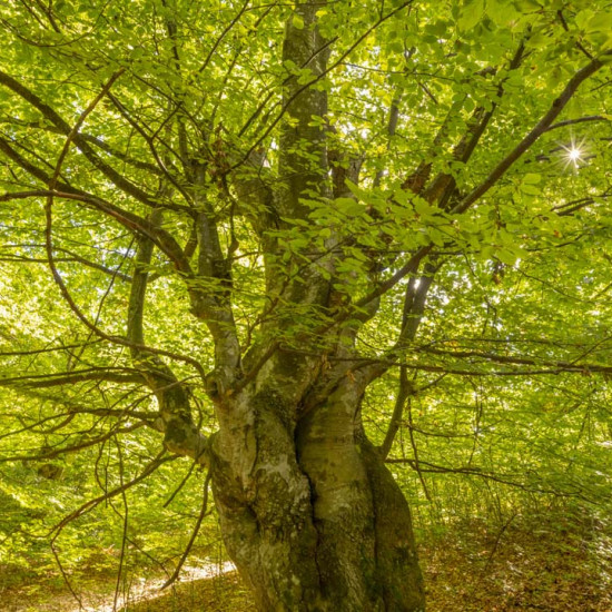 Beech #1927