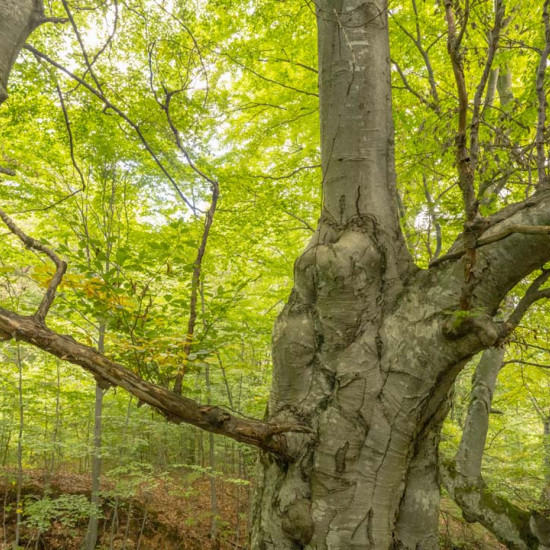 Beech #1934