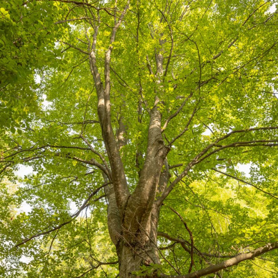 Beech #197