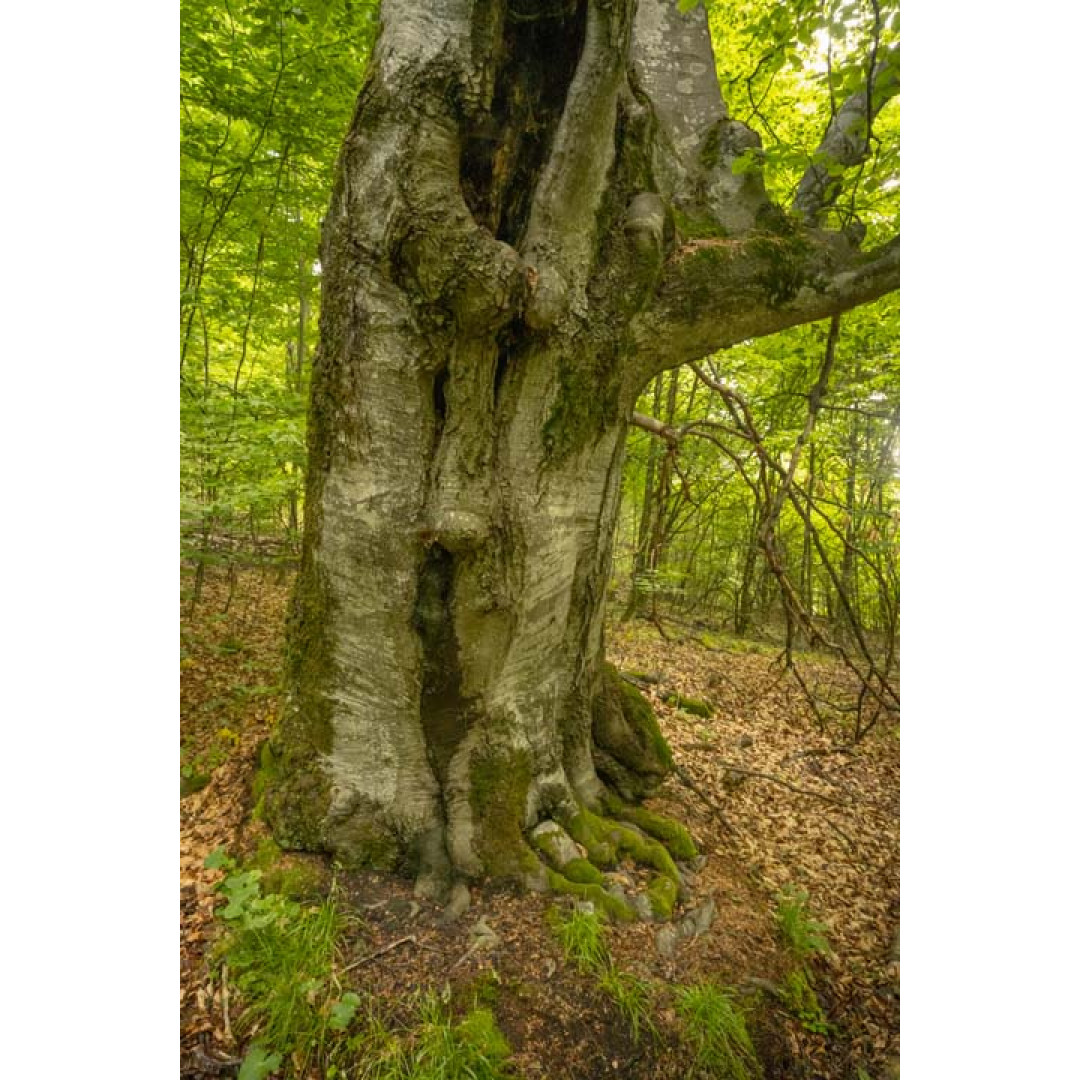 Beech #1983