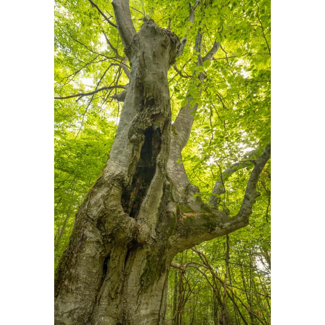 Beech #1983