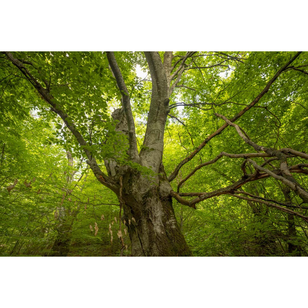 Beech #1983