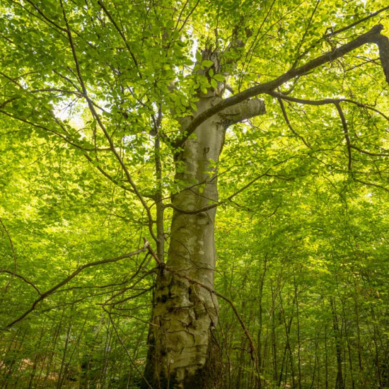 Beech #2027
