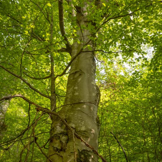 Beech #2027