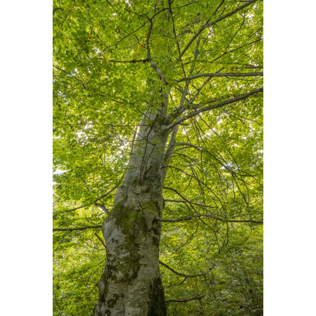 Beech #2049