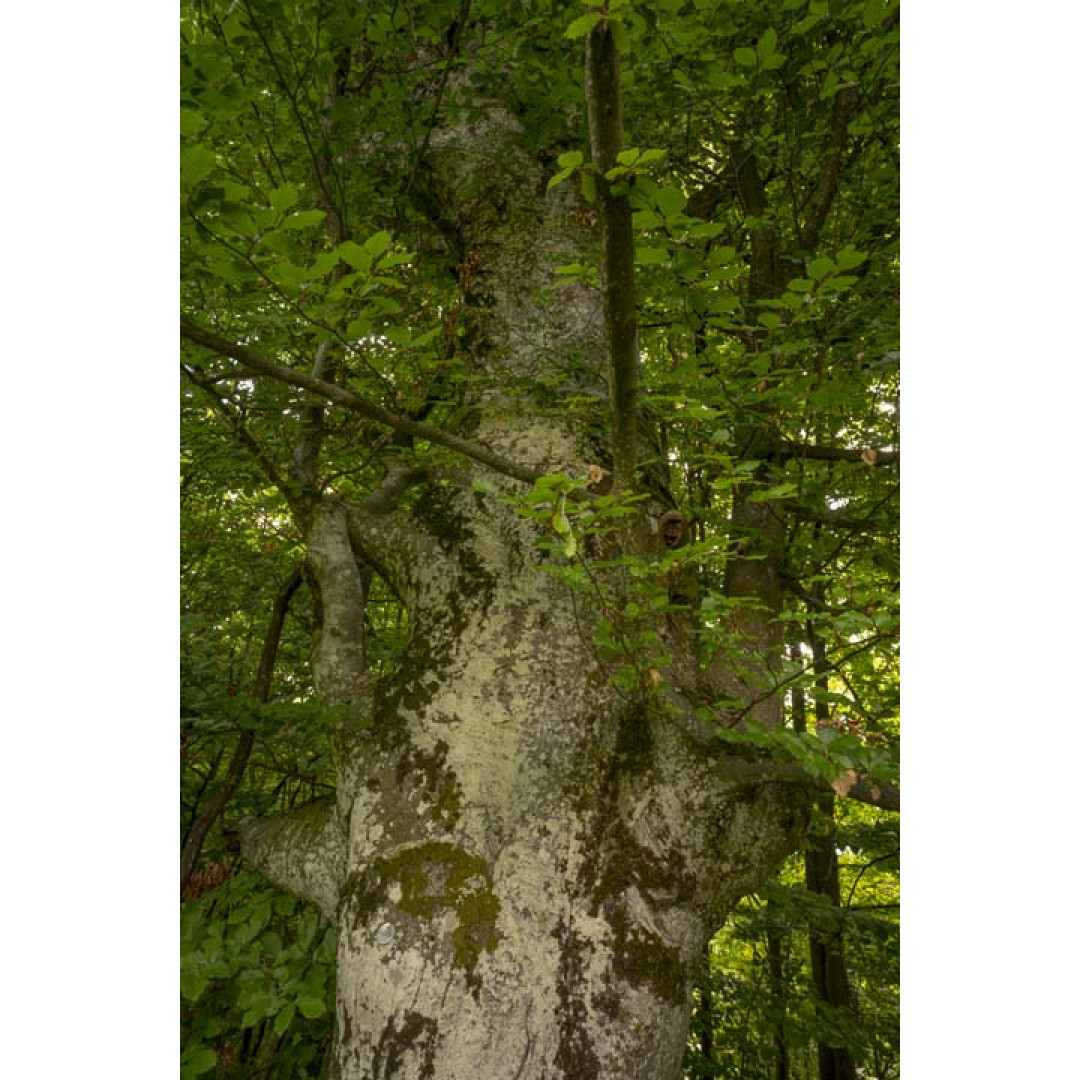 Beech #2209