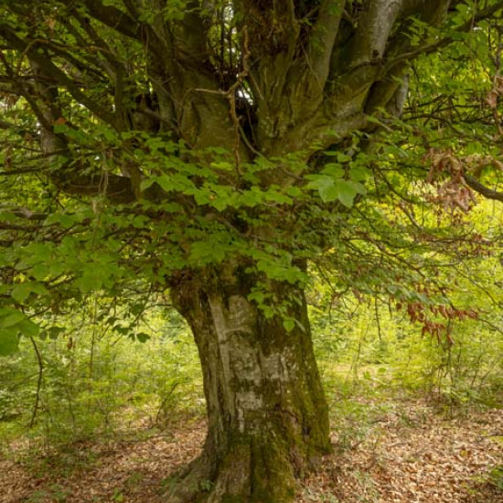 Beech #250