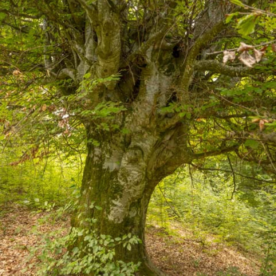 Beech #250