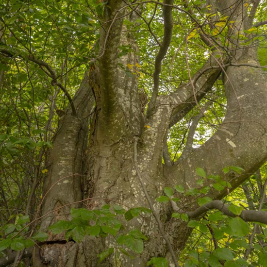 Beech #2506