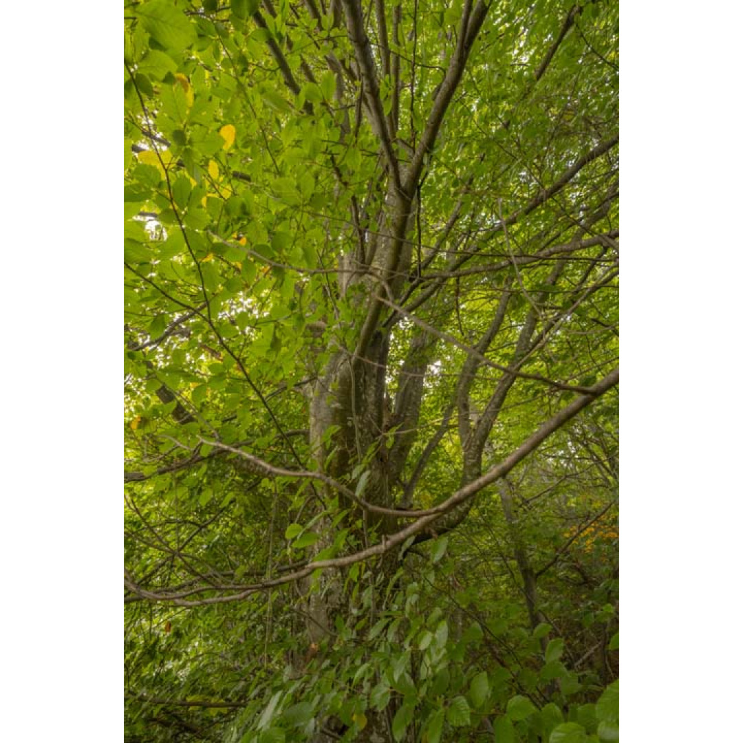 Beech #2506