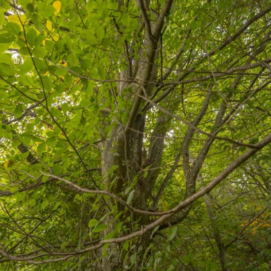 Beech #2506
