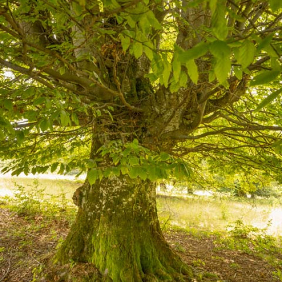 Beech #27