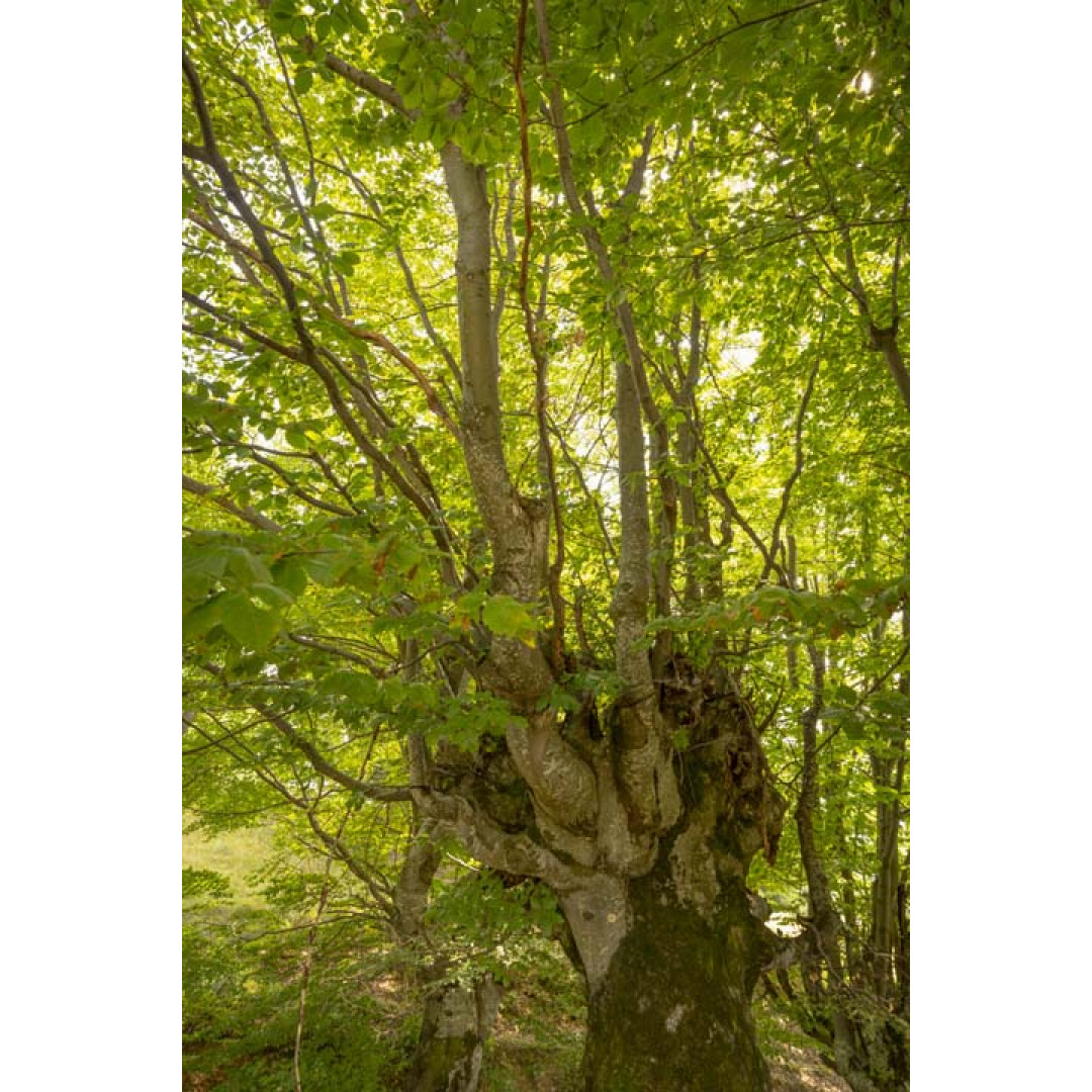 Beech #308