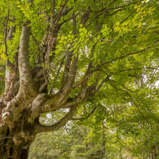 Beech #32