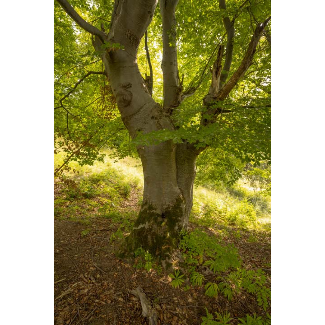 Beech #407