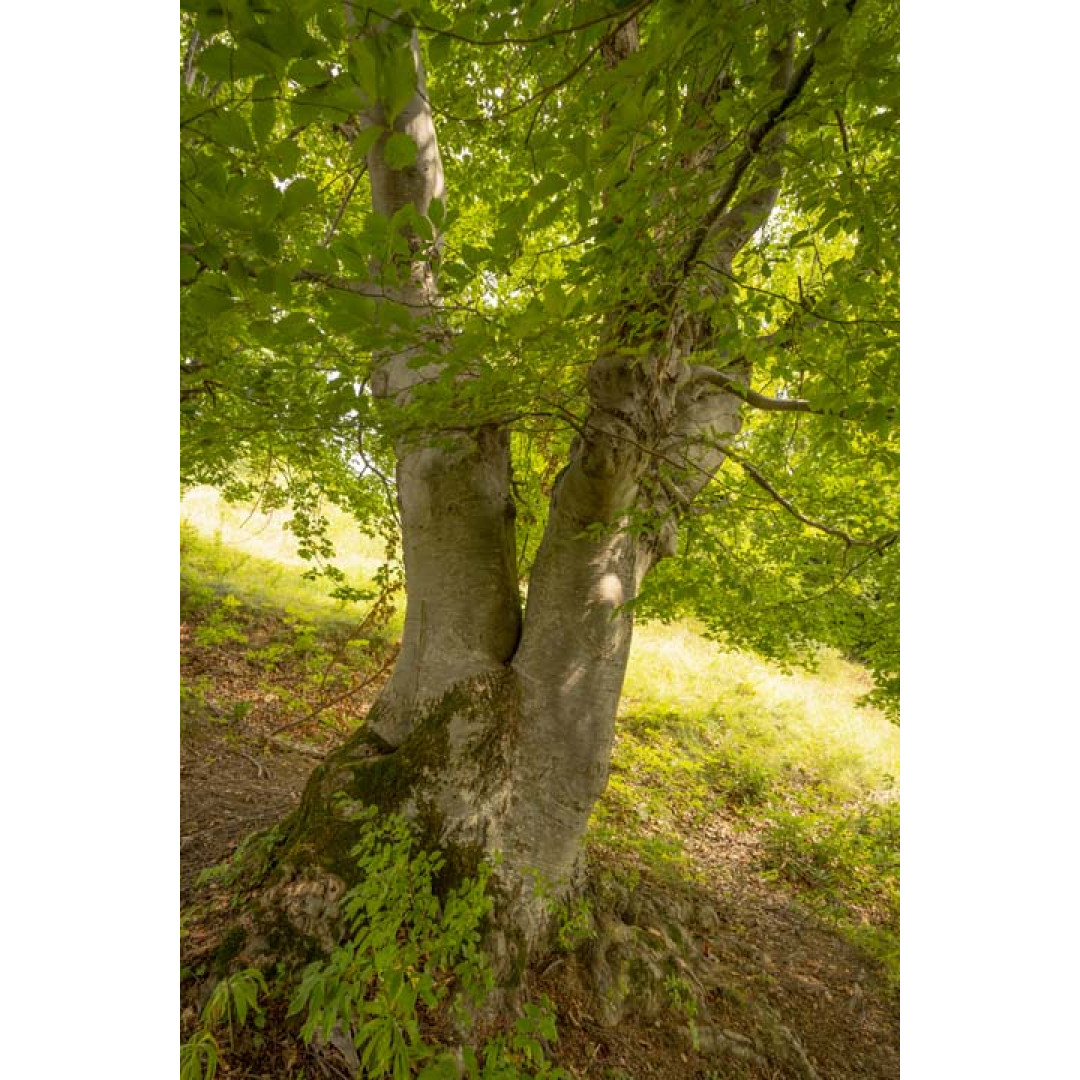 Beech #407
