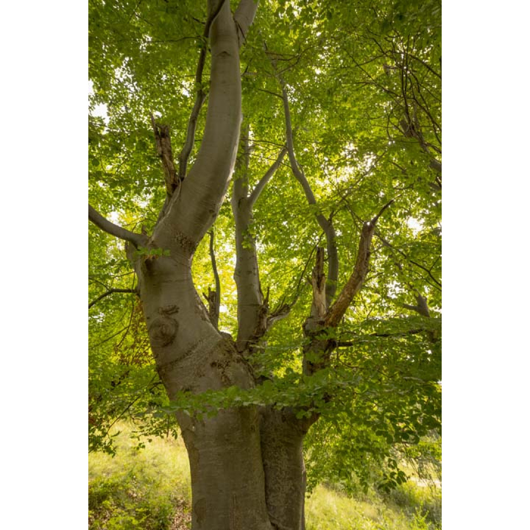 Beech #407