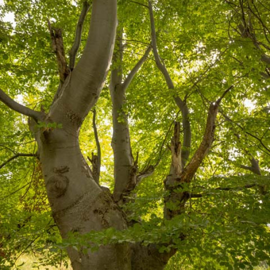 Beech #407