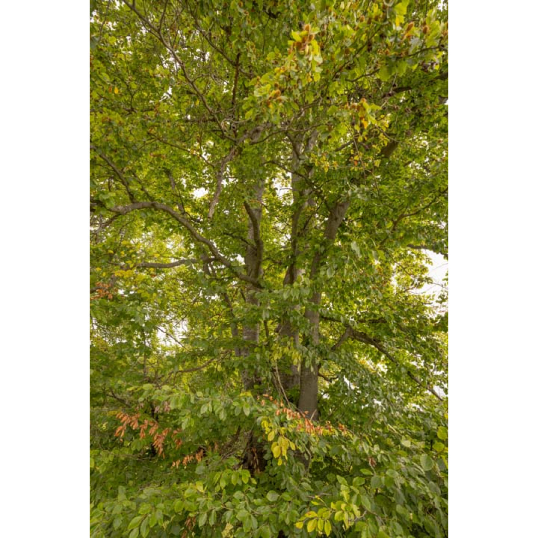 Beech #430
