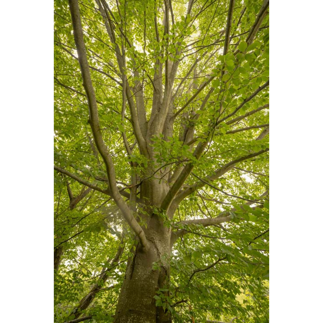 Beech #437