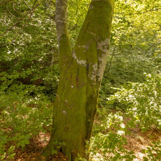 Beech #639