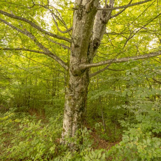 Beech #650