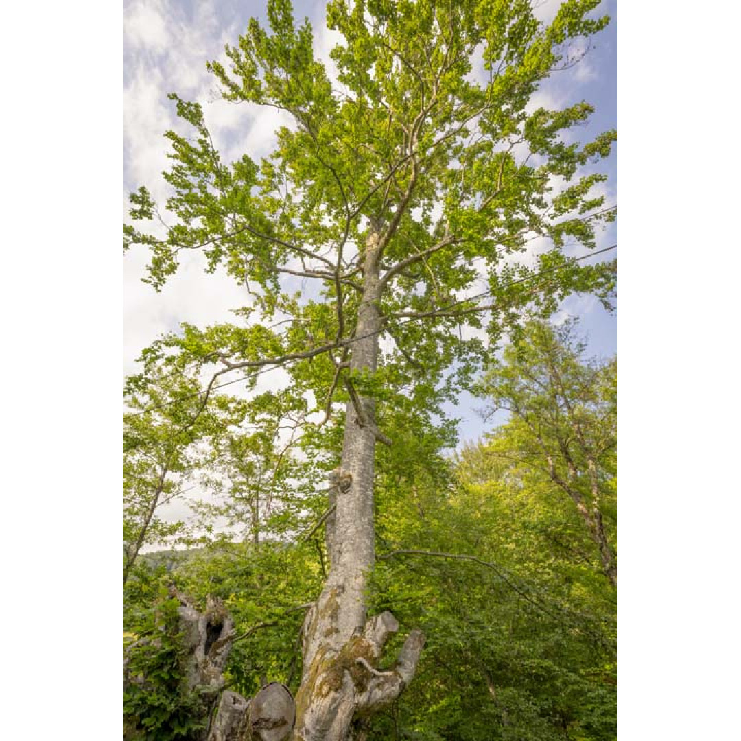 Beech #809